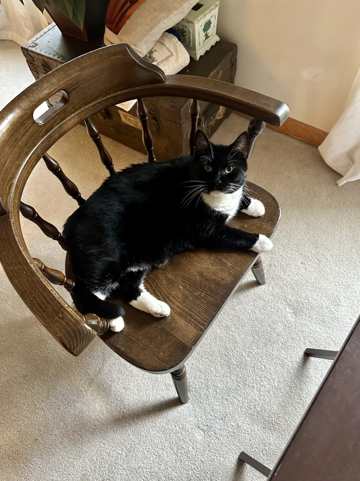 Lucas - Kitty Connection