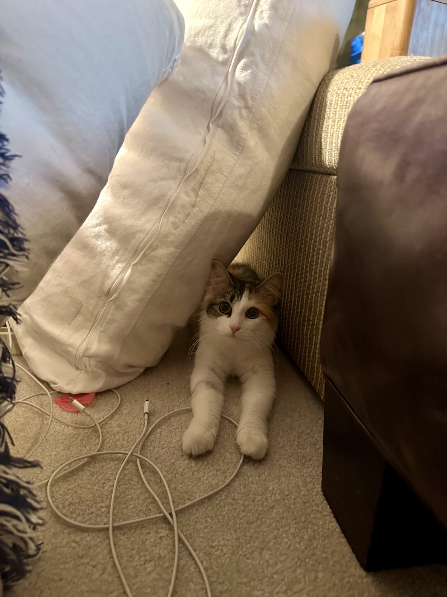Ruby - Kitty Connection