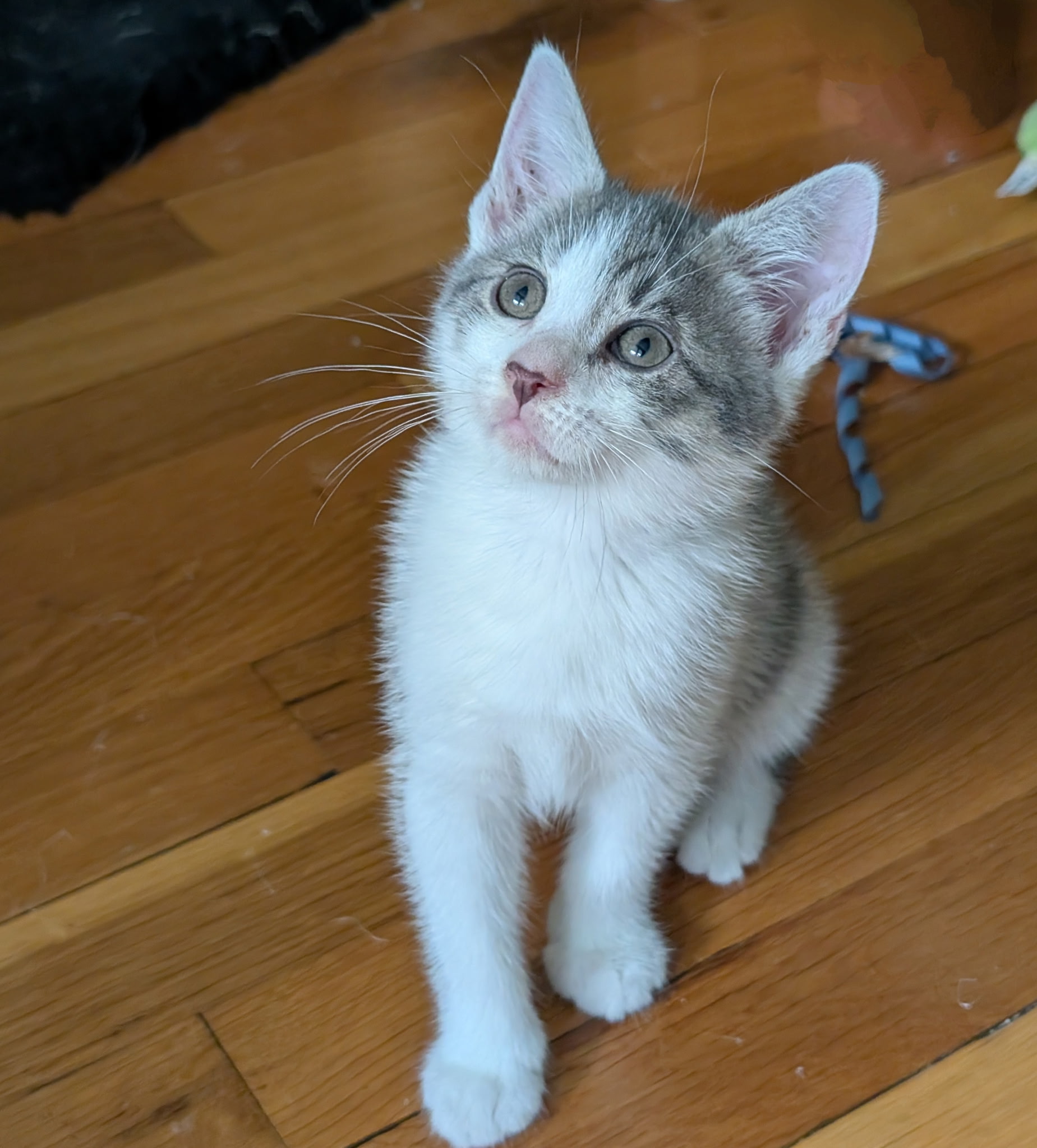 Holly and Hank - Kitty Connection