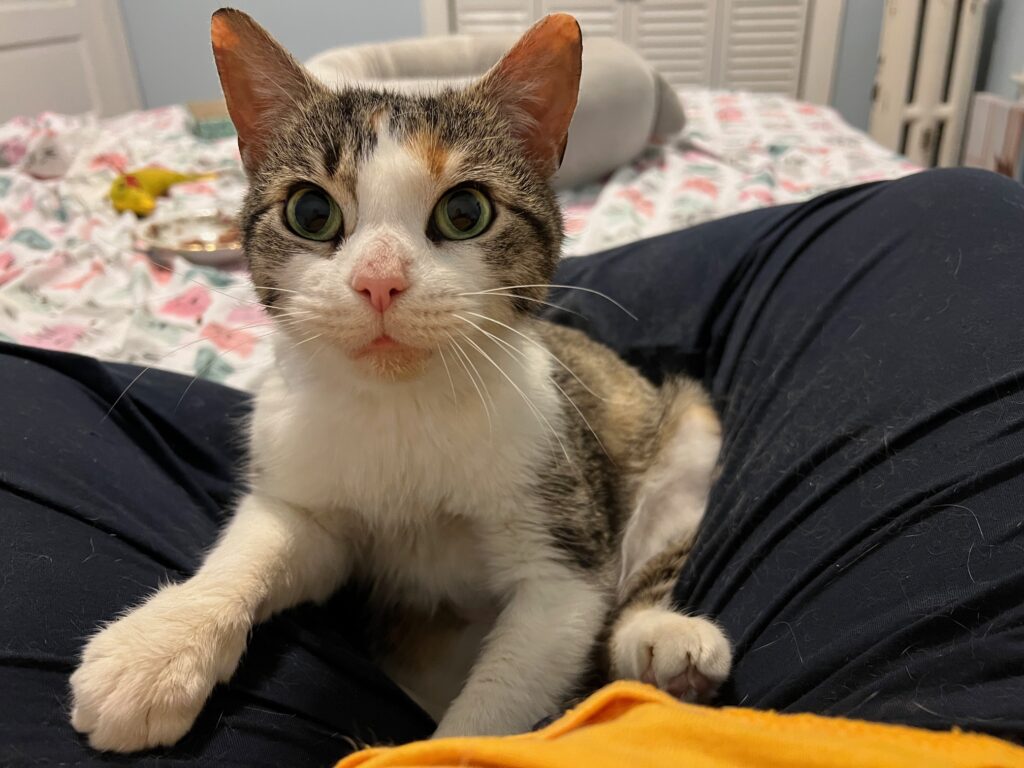 Sunshine - Kitty Connection