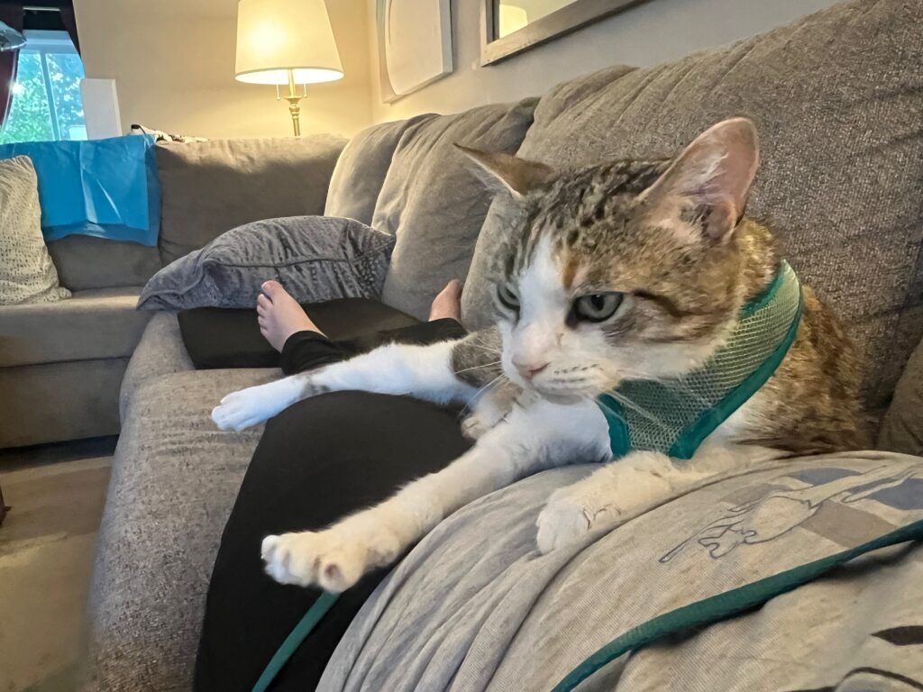 Sunshine - Kitty Connection