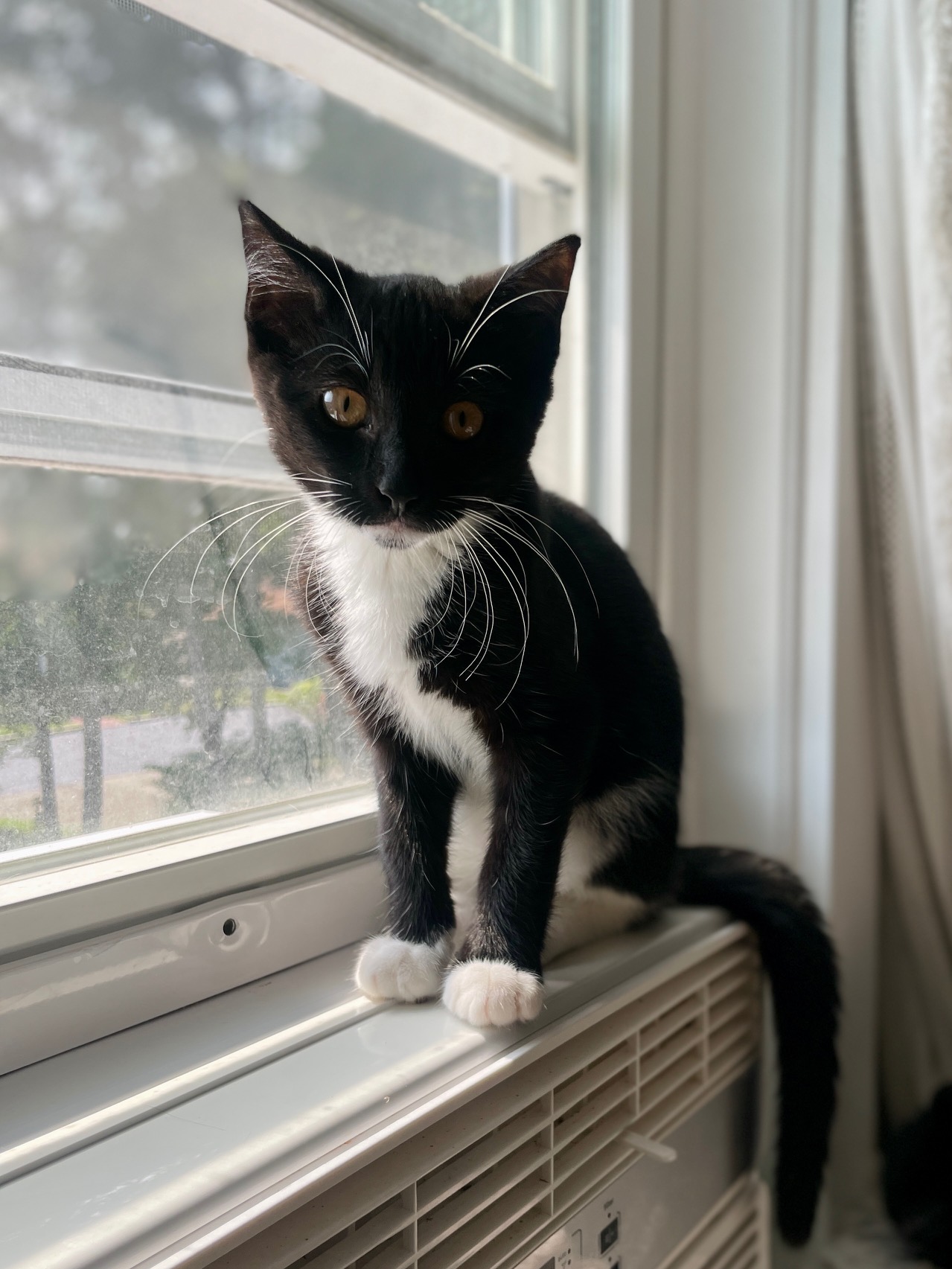 Cora - Kitty Connection