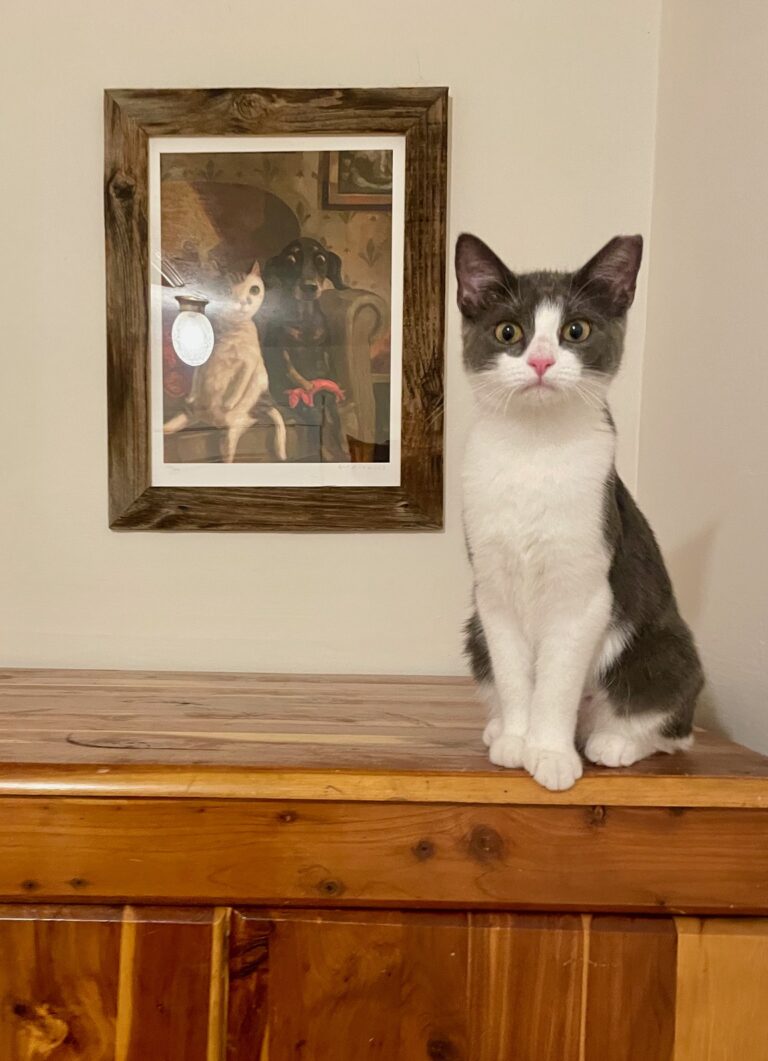 Cats – Kitty Connection