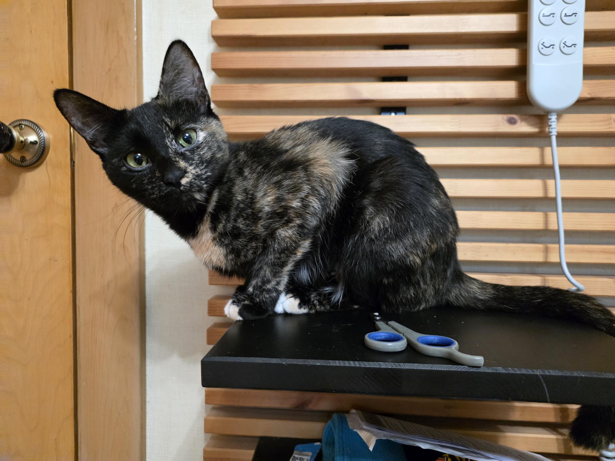 Cats – Kitty Connection