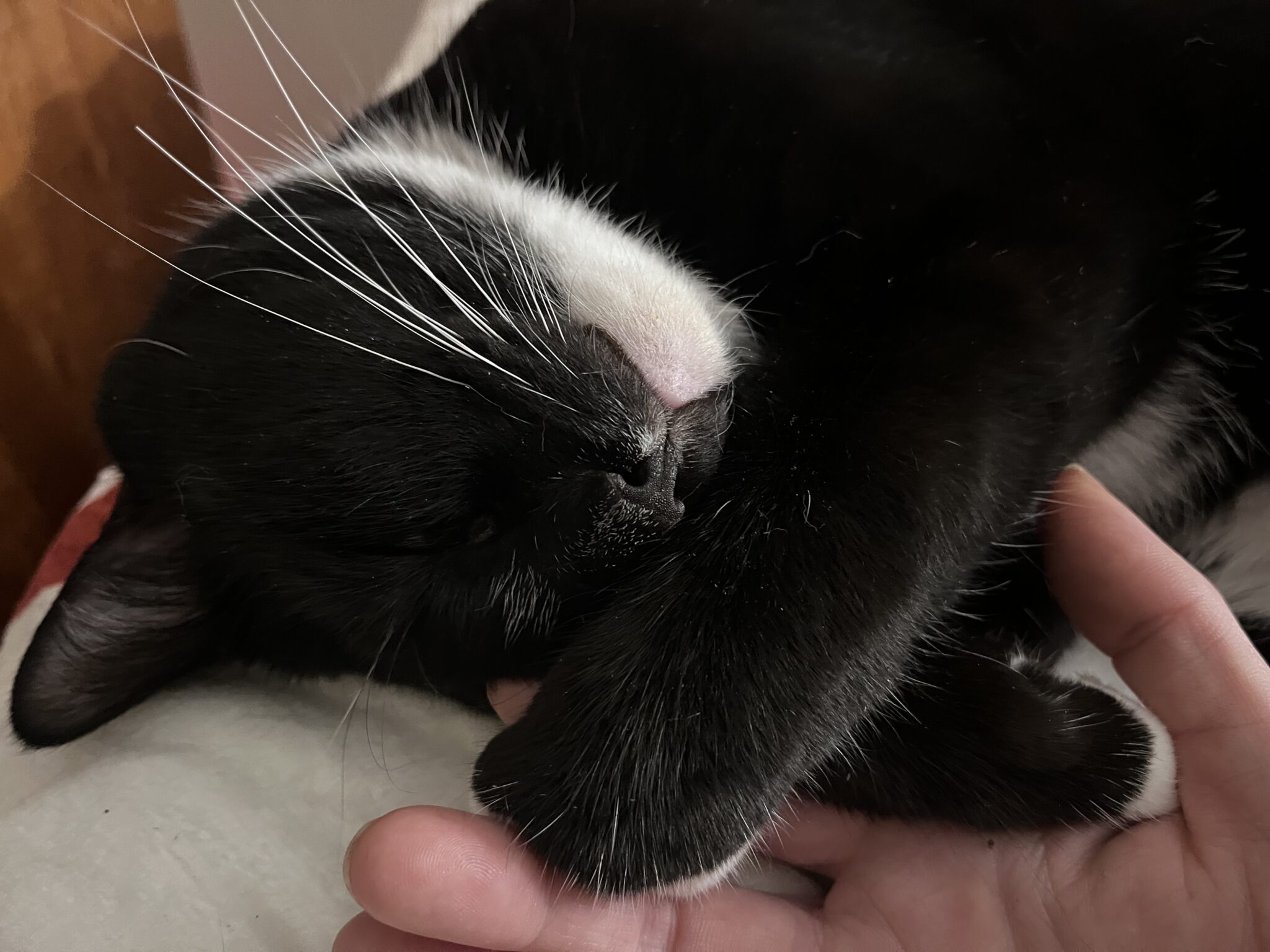 Sparky - Kitty Connection