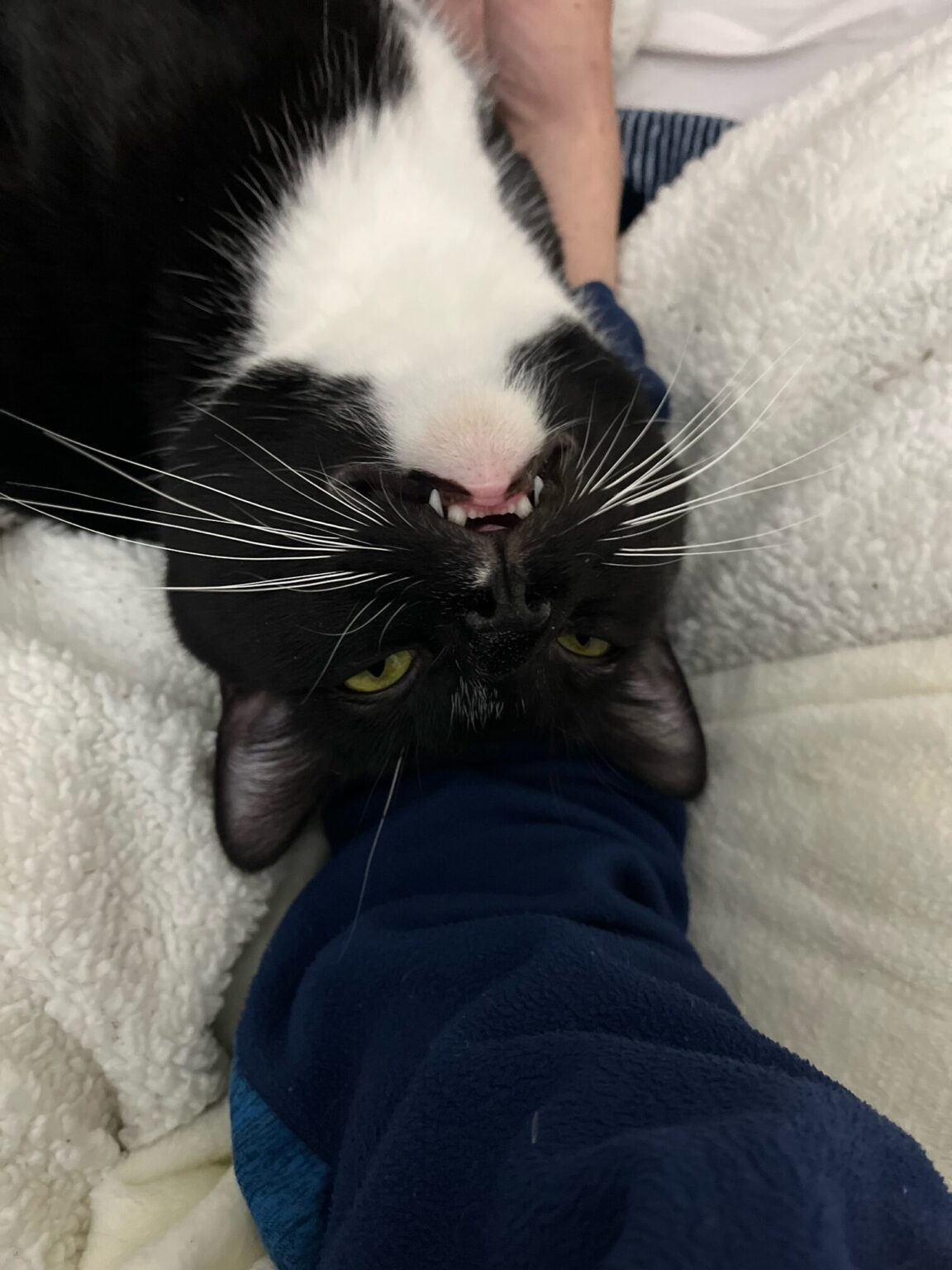 Sparky - Kitty Connection