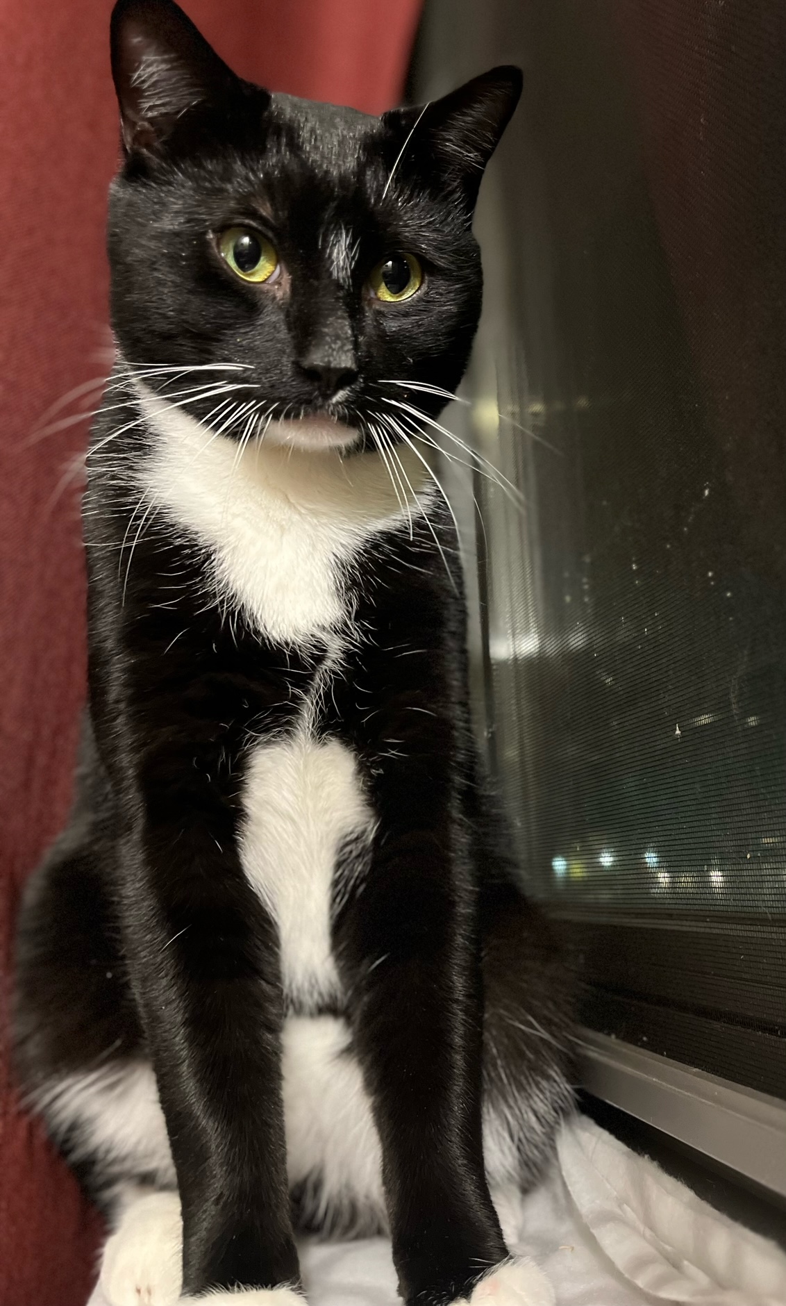 Cats – Kitty Connection
