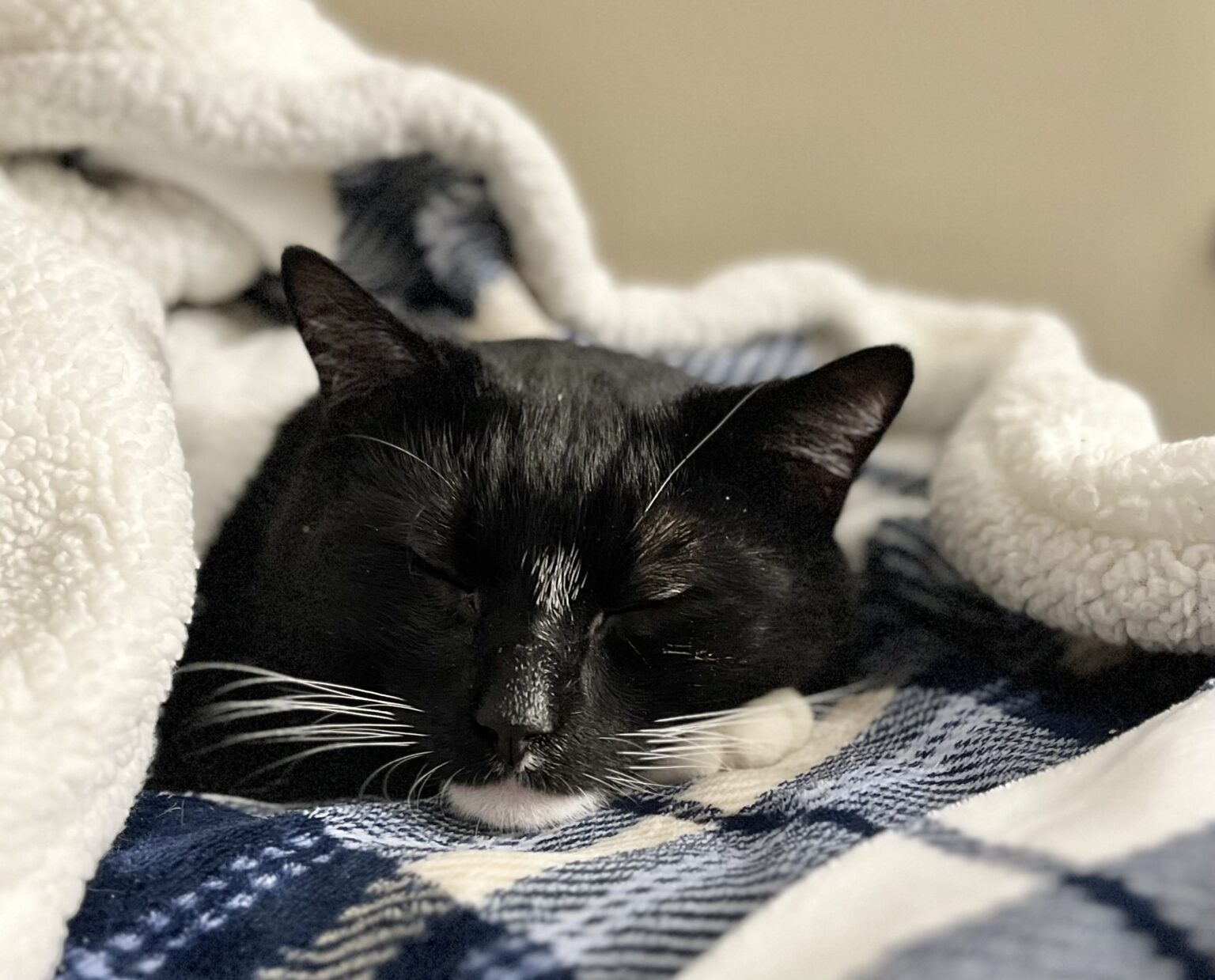 Sparky - Kitty Connection