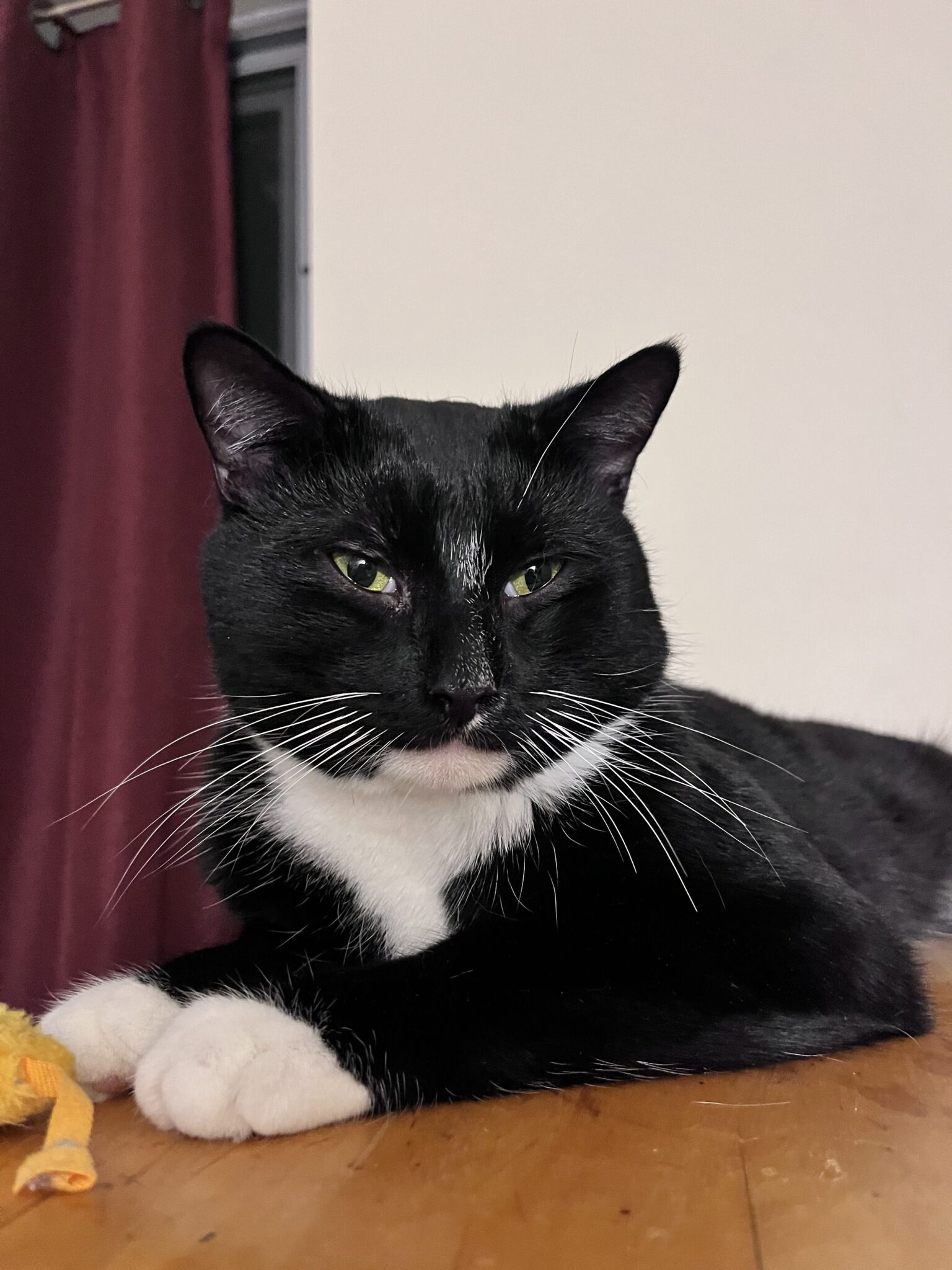 Sparky - Kitty Connection
